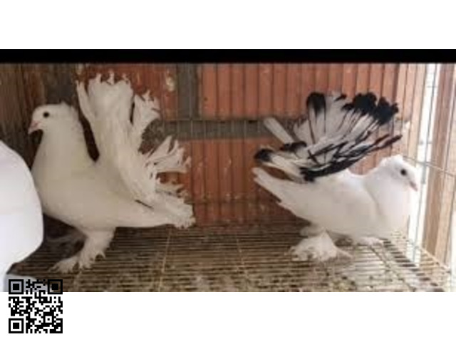 Palomas Colipavas Indias, con moño y con calzas.