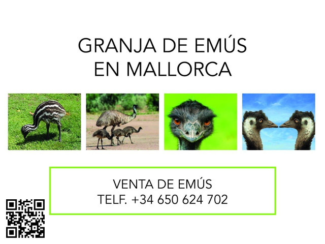 pollitos 2025 emus