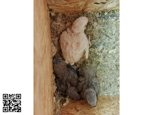 Agapornis papilleros - aviornis.NET (Spanish)
